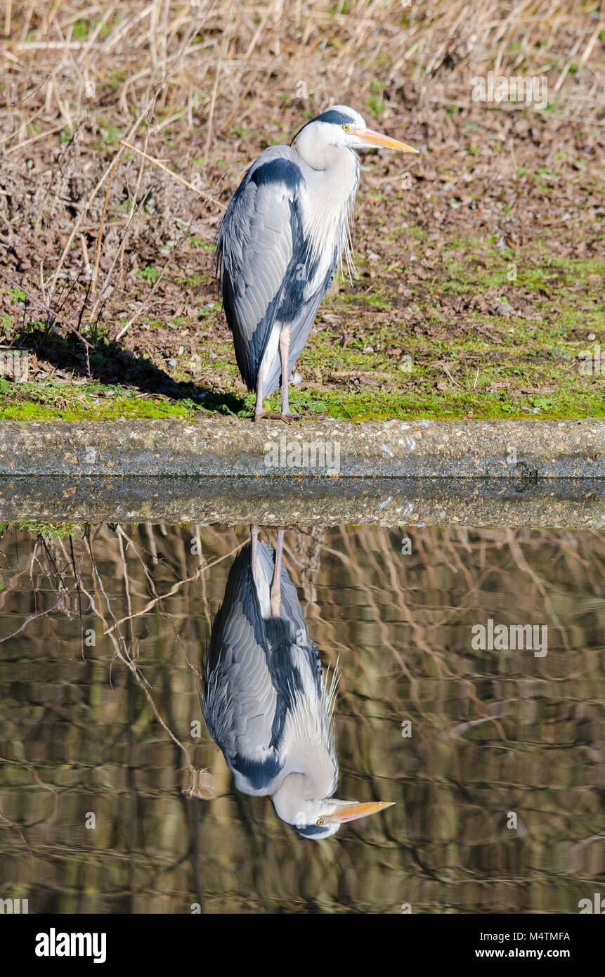Heron waiting by the Lakeside waiting for its prey captured by a ...