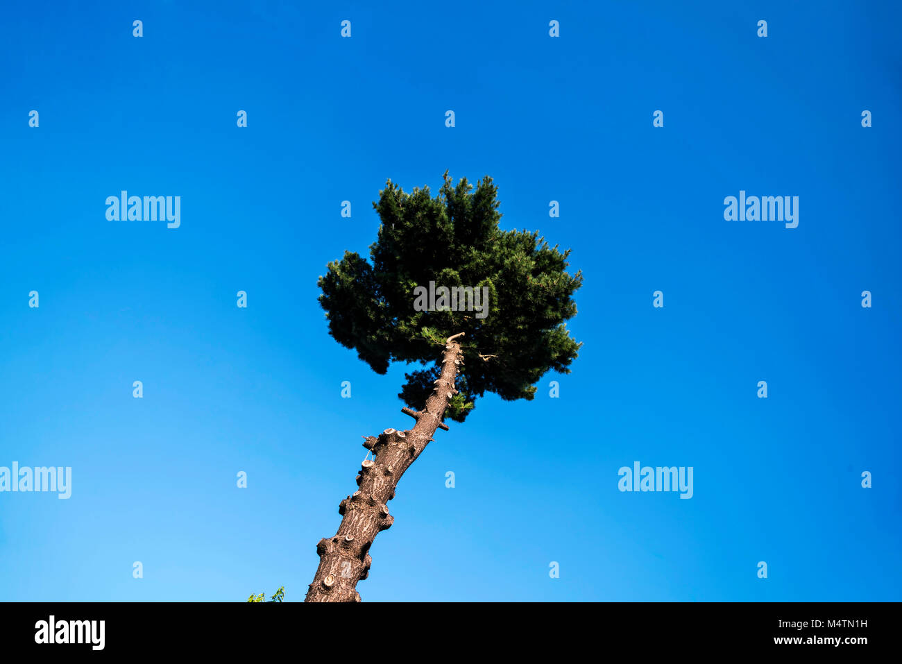High tree beautiful natural hi-res stock photography and images - Alamy