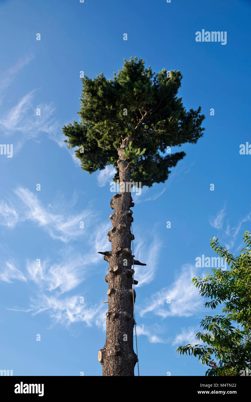 High tree hi-res stock photography and images - Alamy