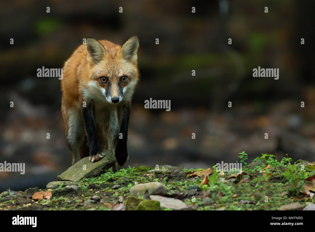 Fox on the shore hi-res stock photography and images - Alamy