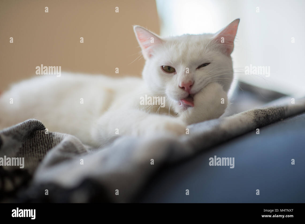 Cute cat face Stock Photo - Alamy