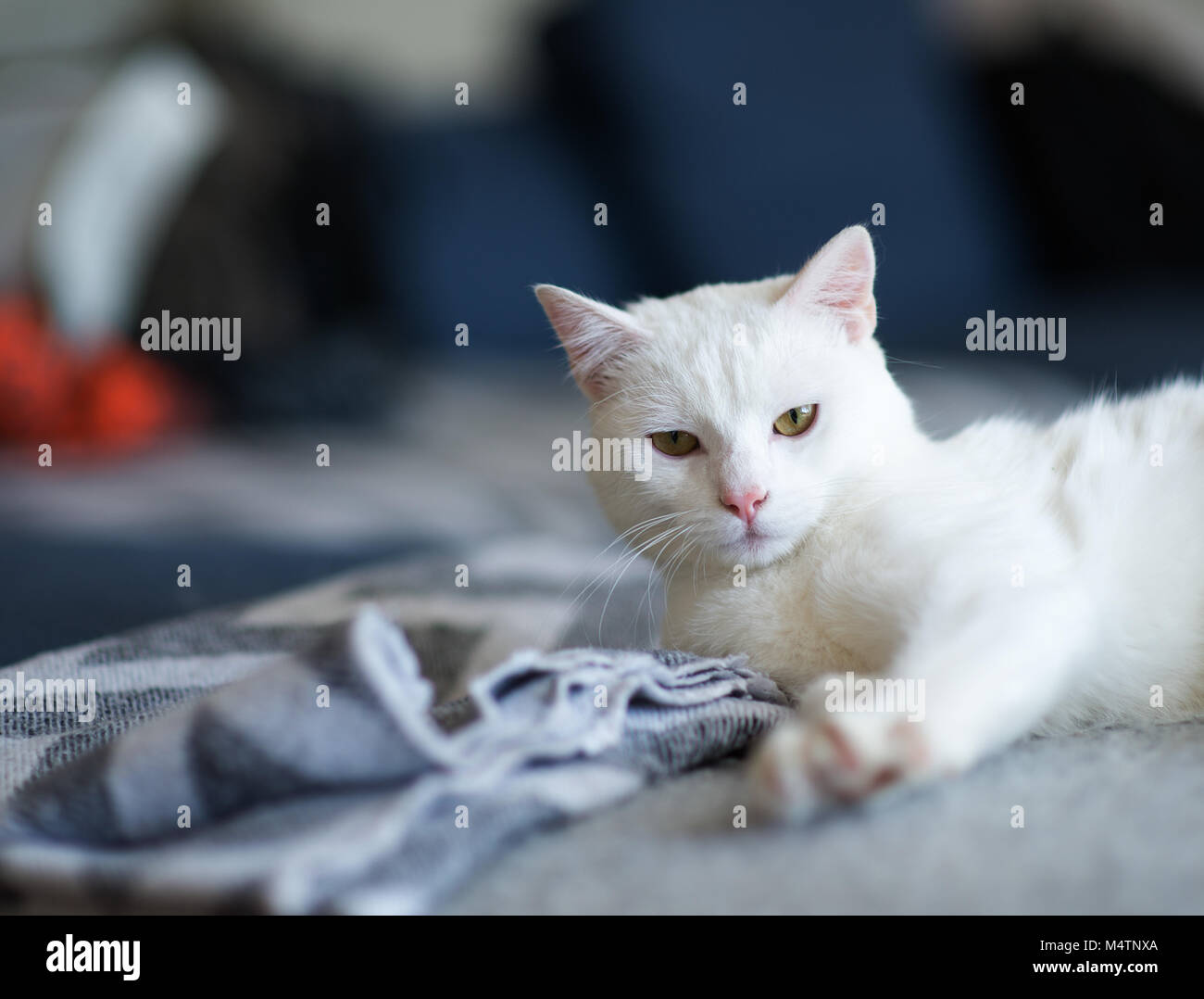 Cute cat face Stock Photo - Alamy