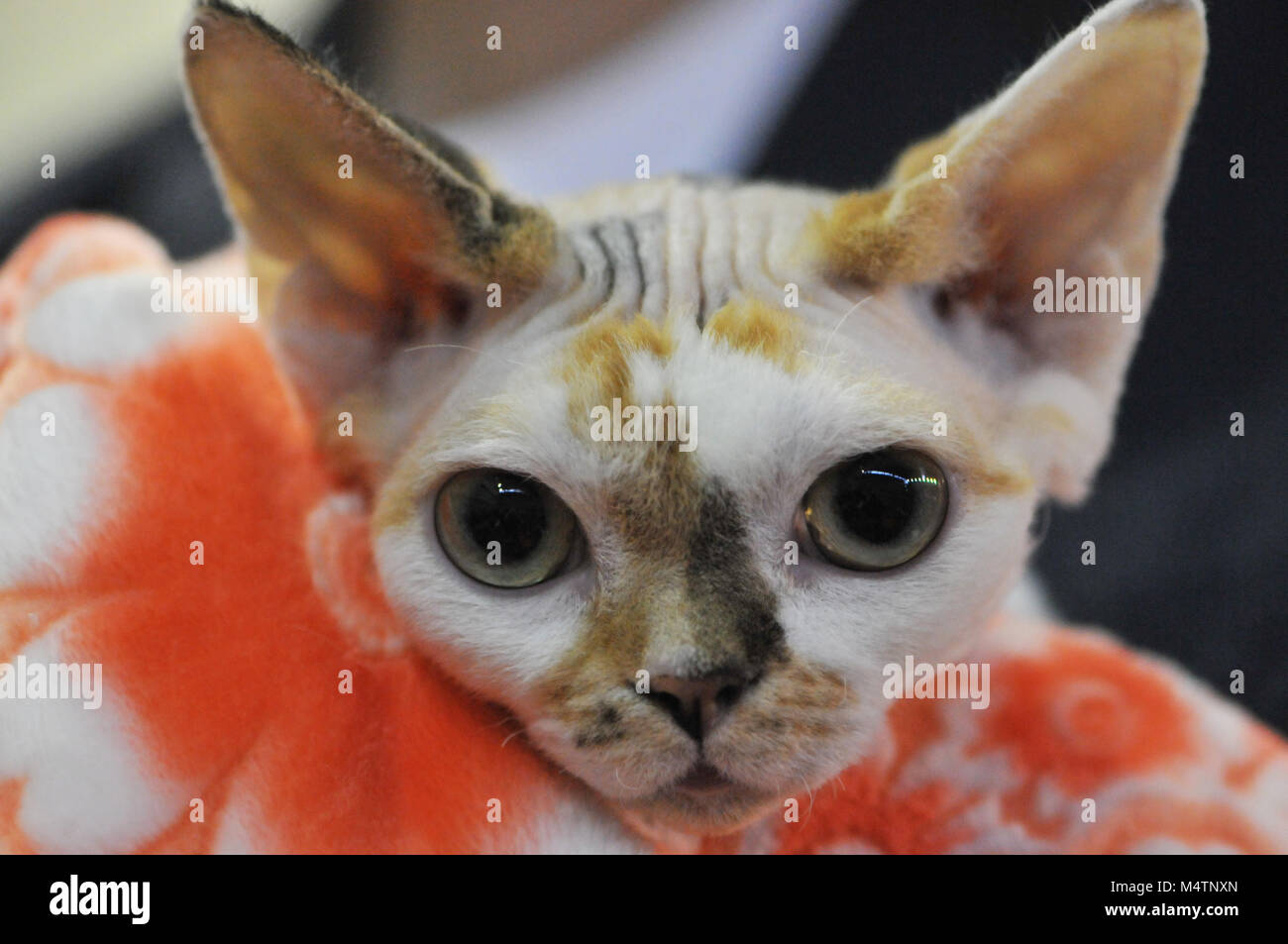 Cute cat face Stock Photo - Alamy