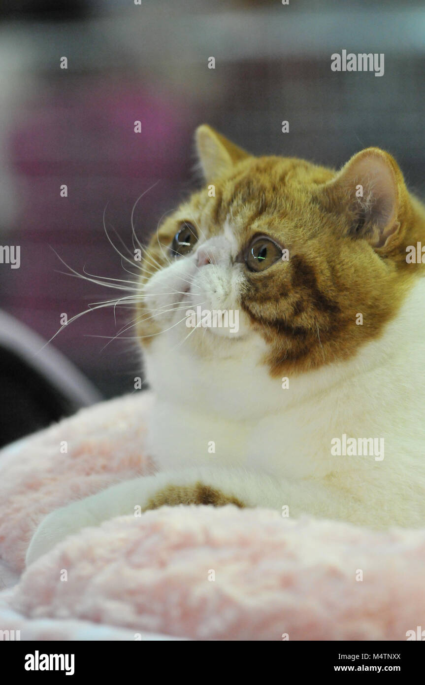 Cute cat face Stock Photo - Alamy