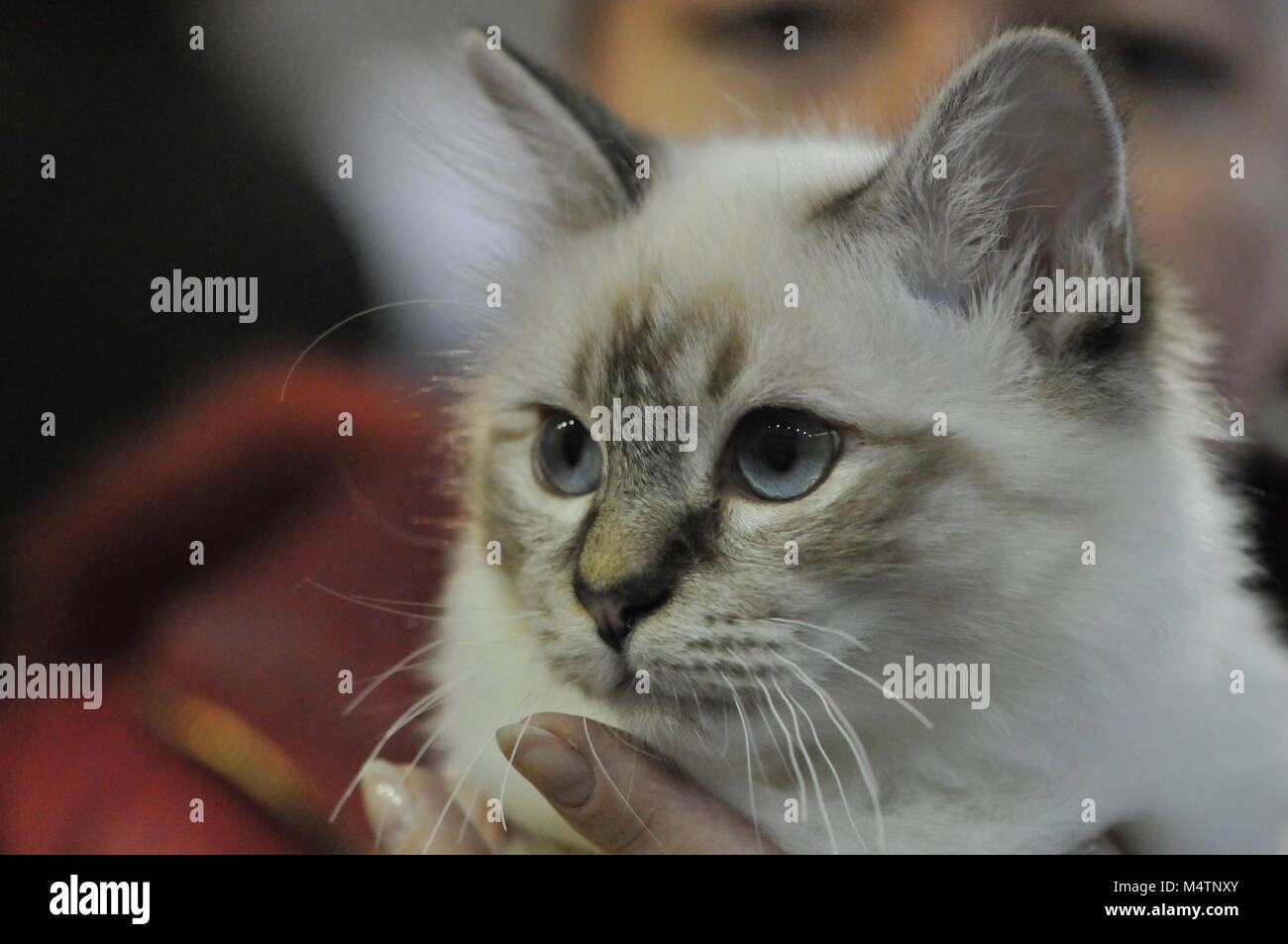 Cute cat face Stock Photo - Alamy