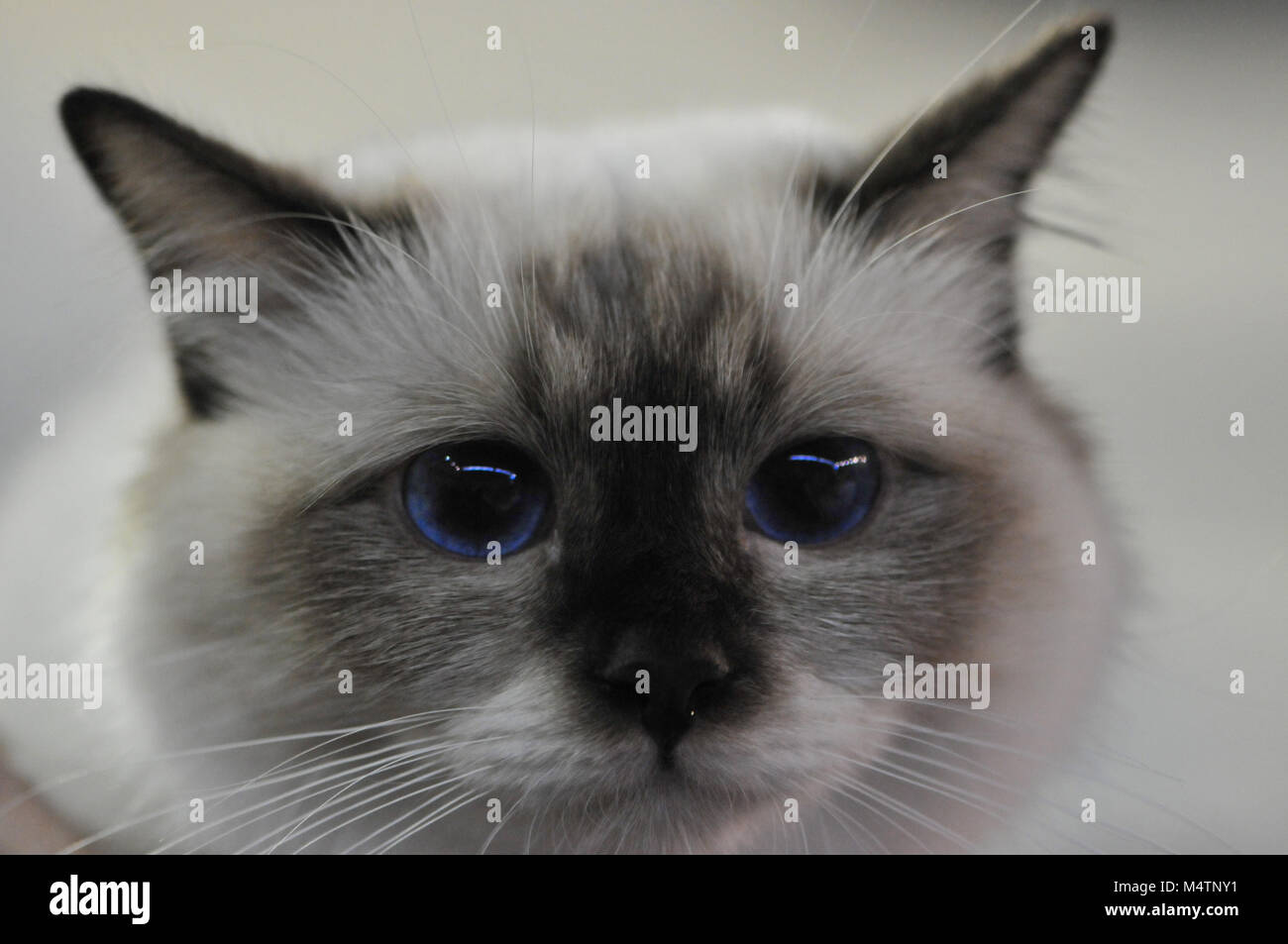 Cute cat face Stock Photo - Alamy