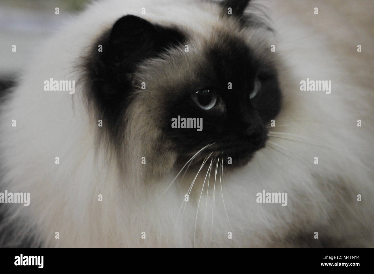 Cute cat face Stock Photo - Alamy