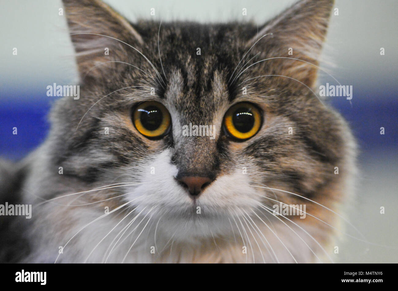 Cute cat face Stock Photo - Alamy
