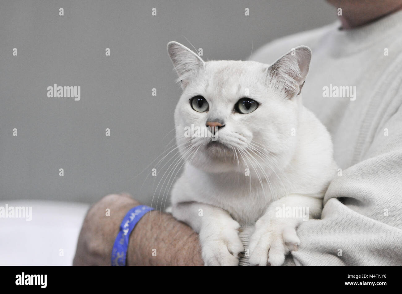 Cute cat face Stock Photo - Alamy