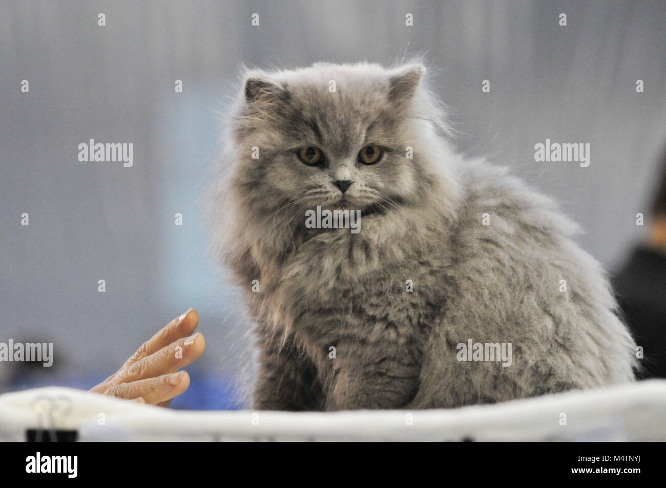 Cute cat face Stock Photo - Alamy