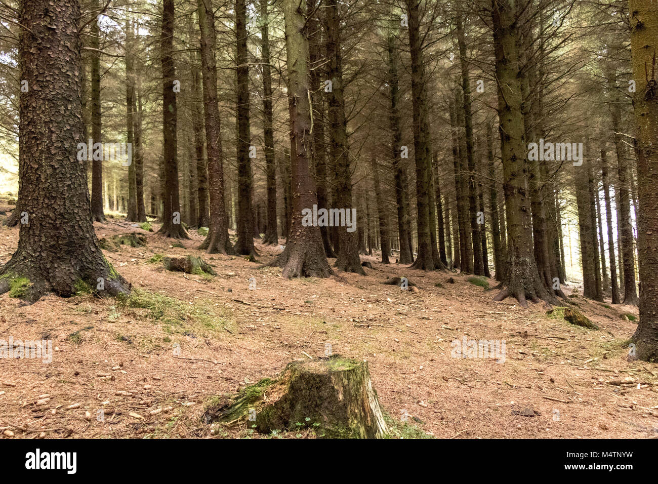 Trees in a Forrest, Dublin Stock Photo - Alamy