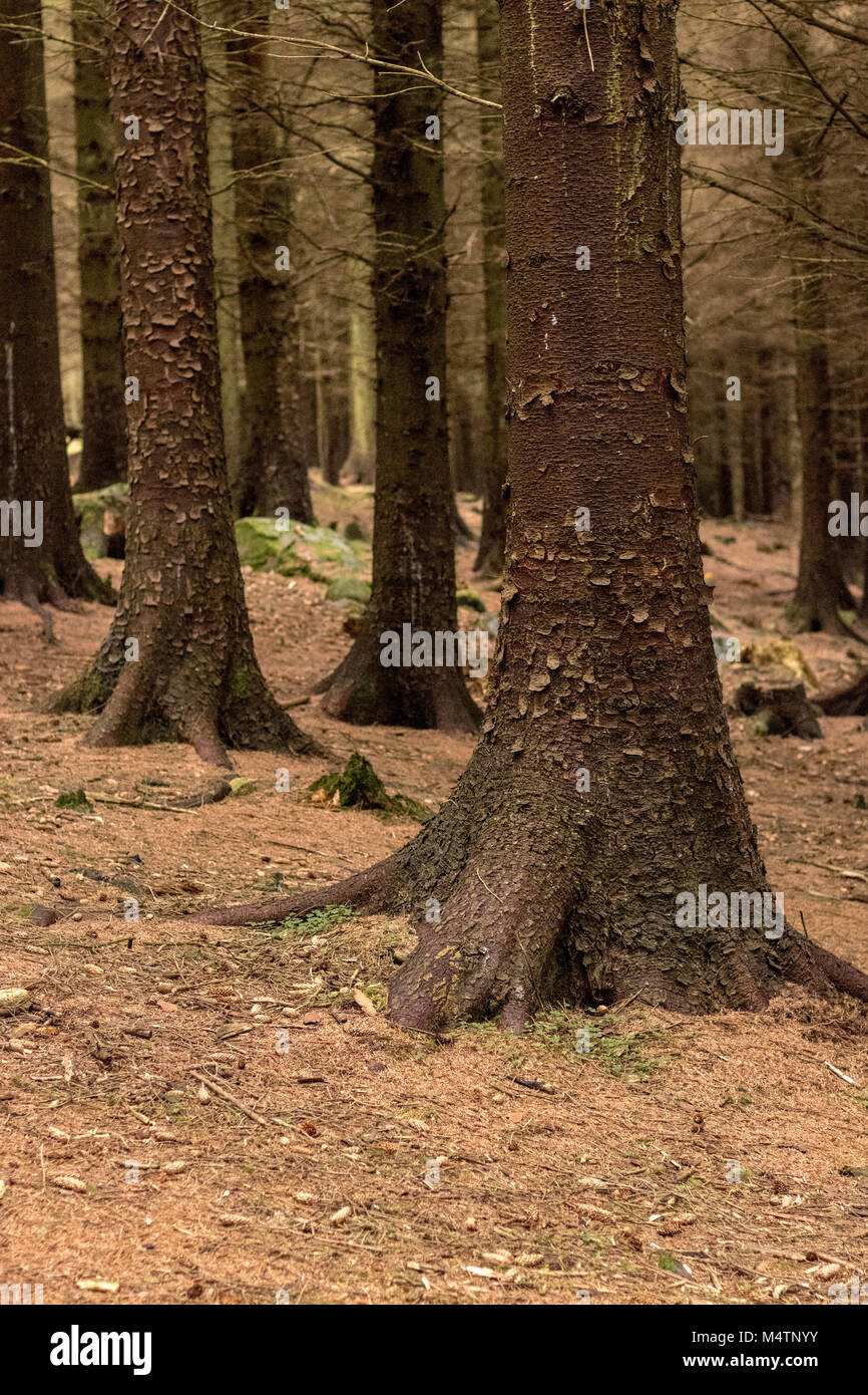Trees in a Forrest, Dublin Stock Photo - Alamy
