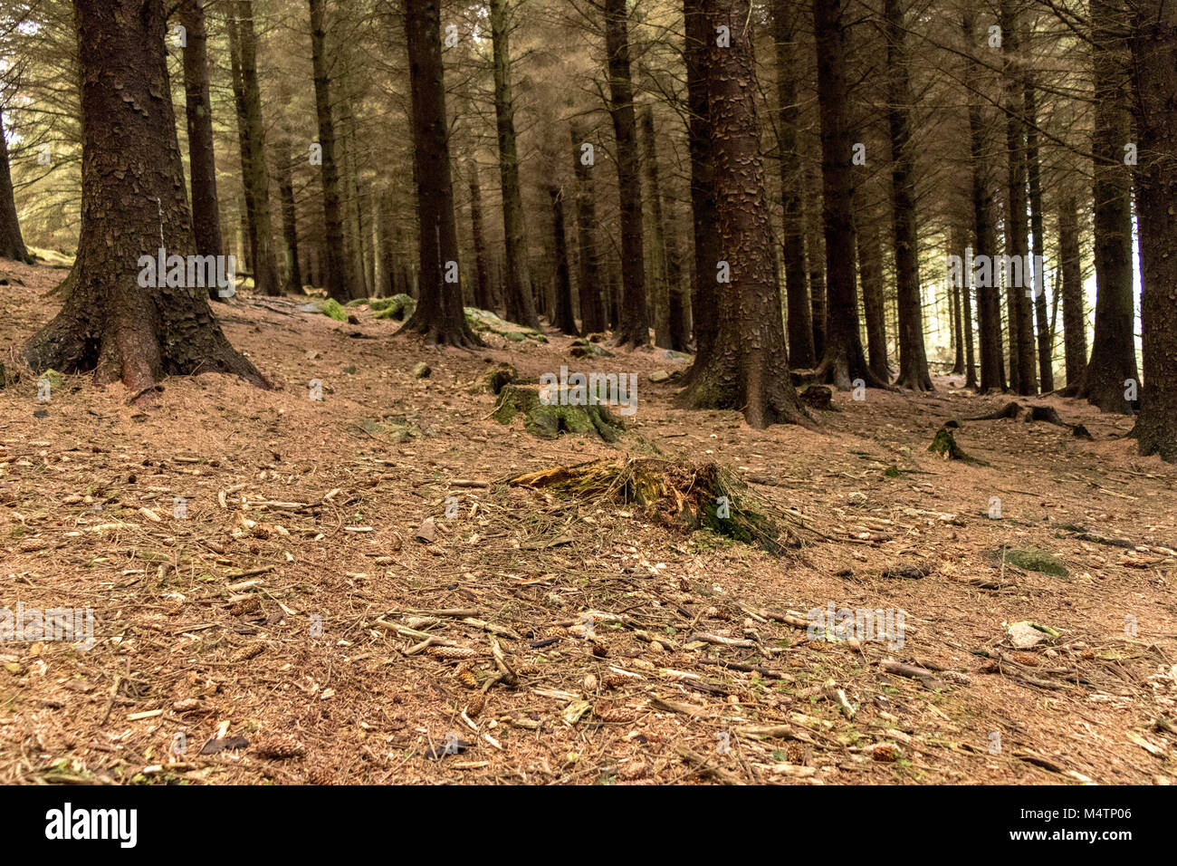 Trees in a Forrest, Dublin Stock Photo - Alamy