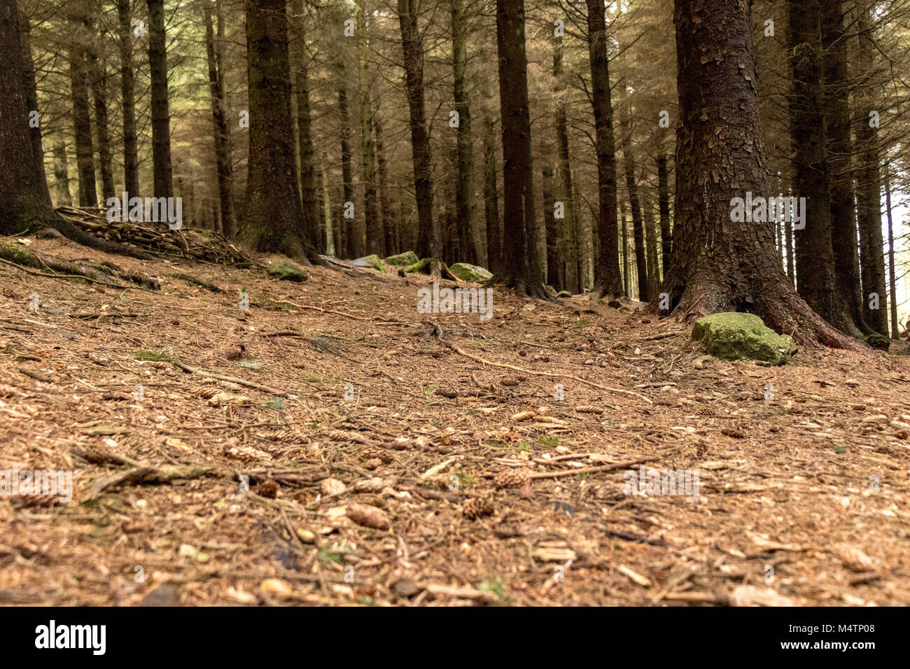 Evergreen sitka spruce trees hi-res stock photography and images - Alamy
