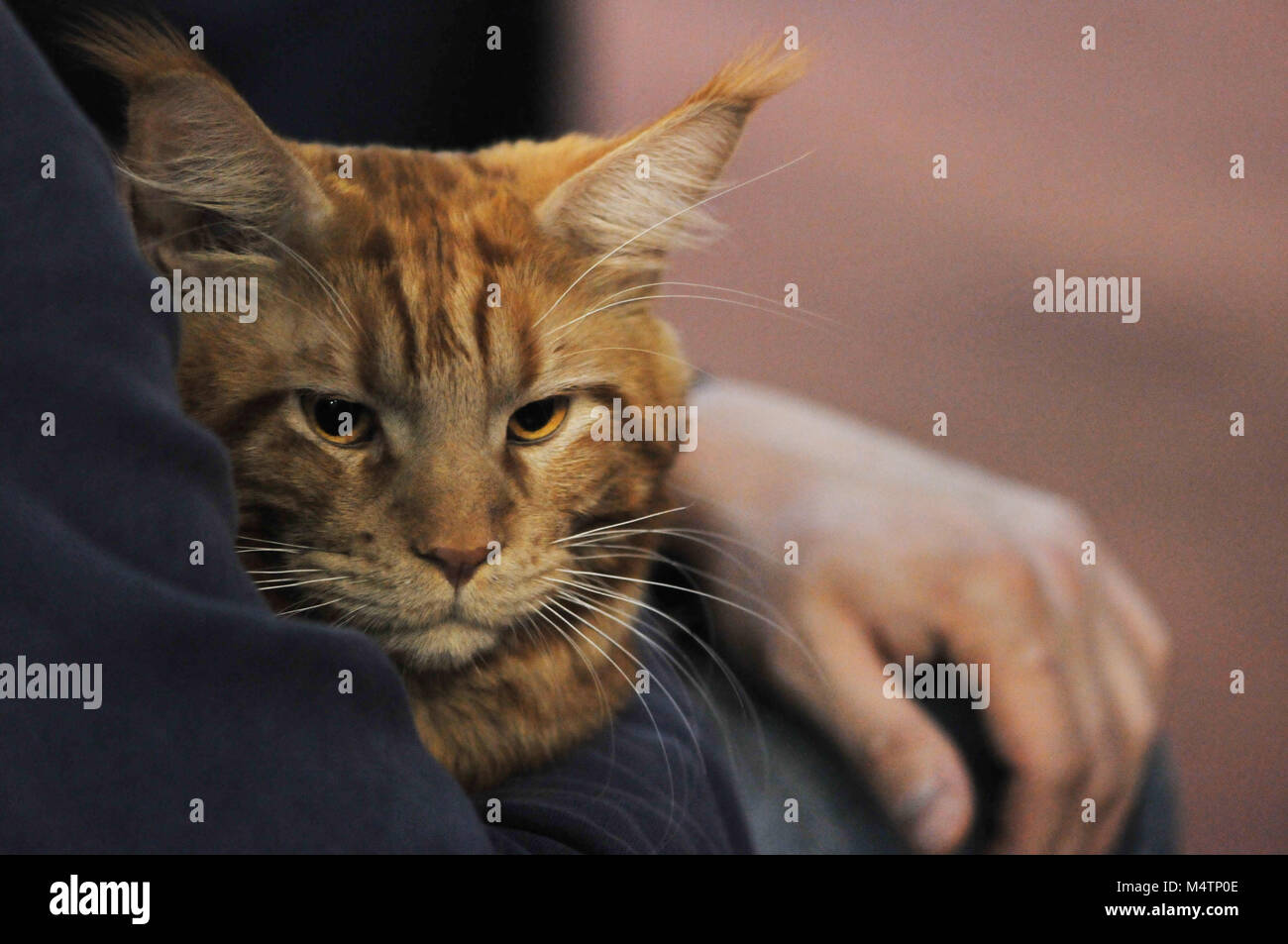 Cute cat face Stock Photo - Alamy