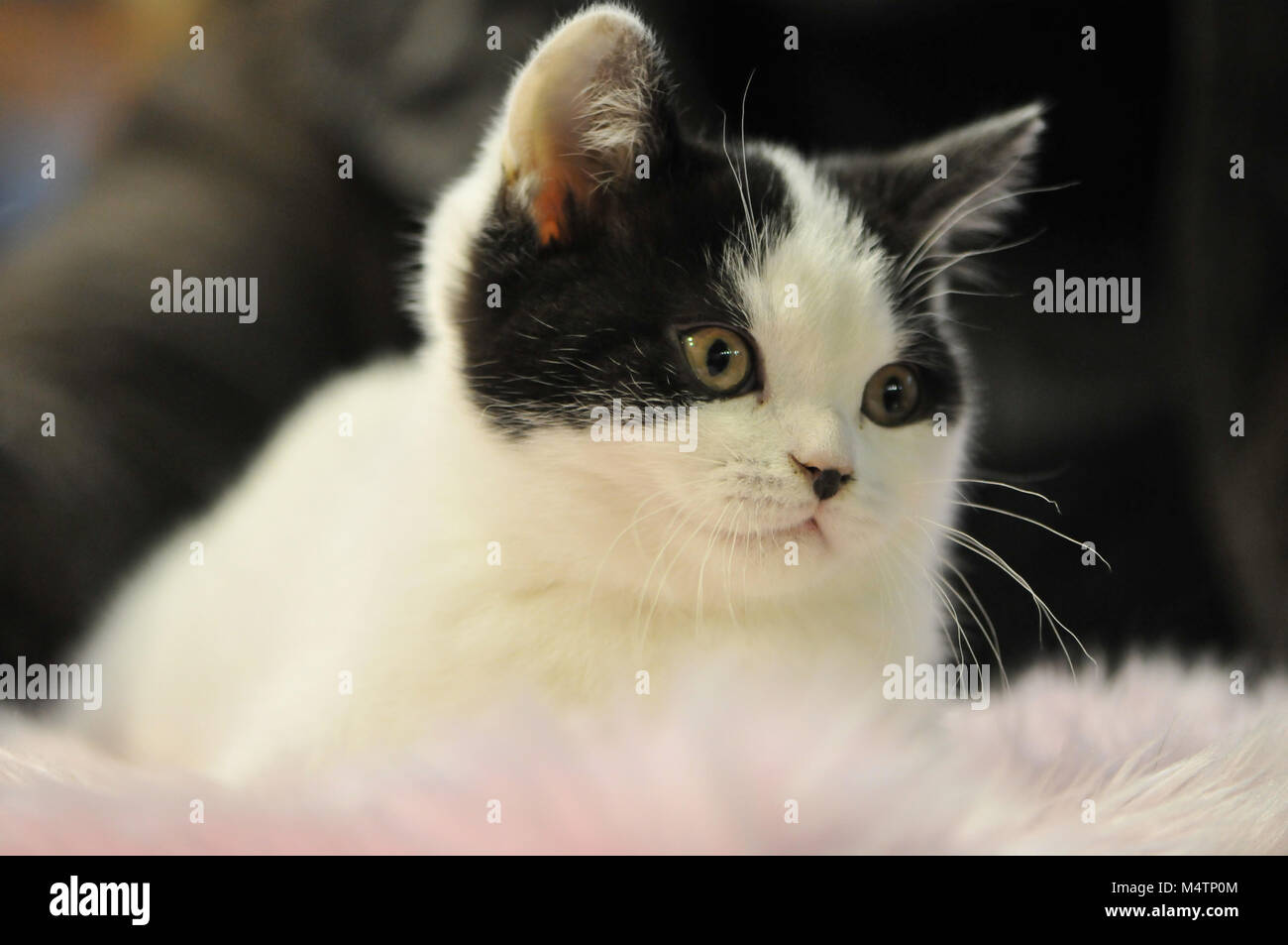 Cute cat face Stock Photo - Alamy