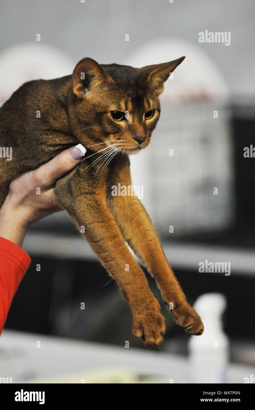 Cute cat face Stock Photo - Alamy