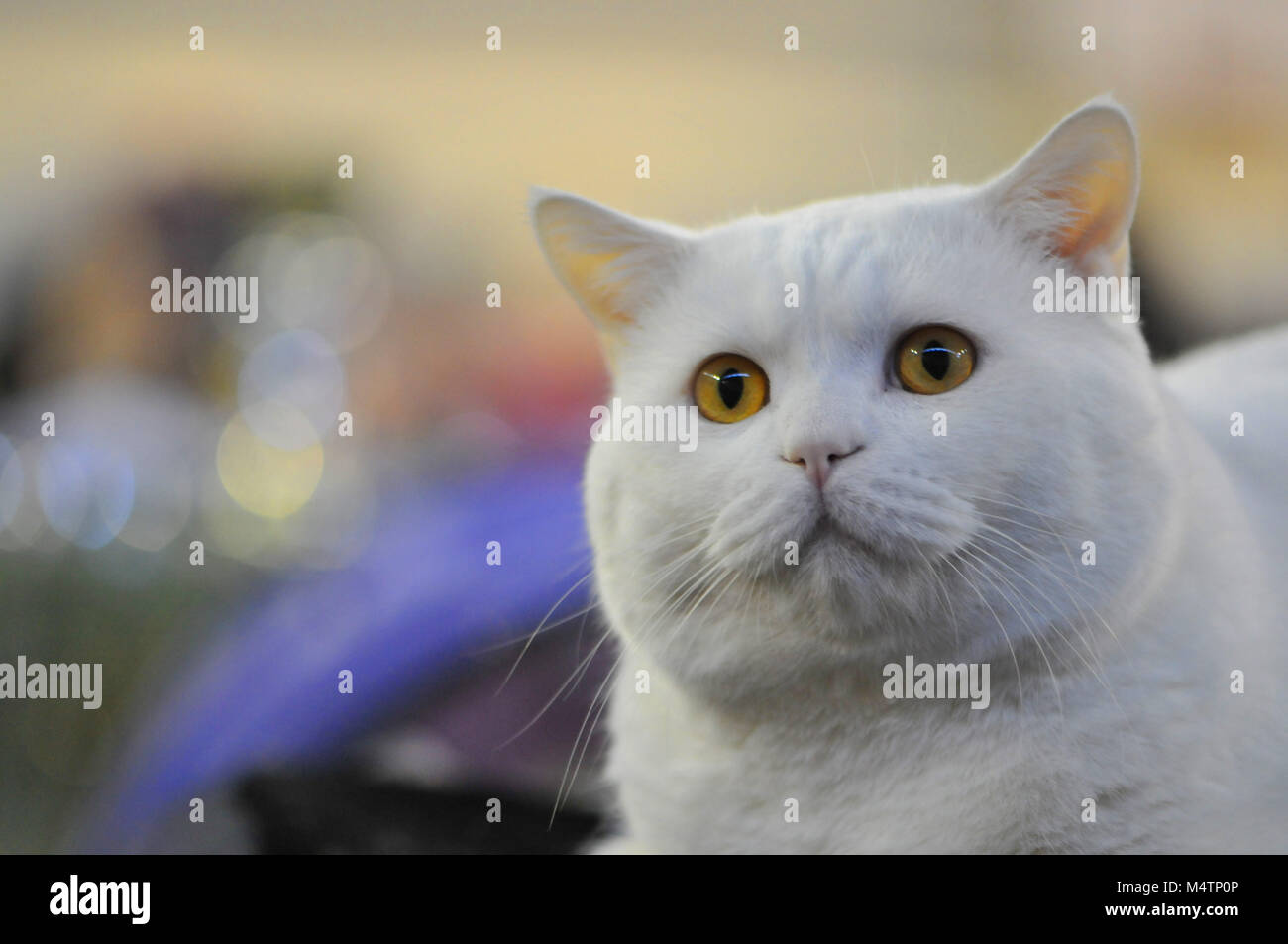 Cute cat face Stock Photo - Alamy