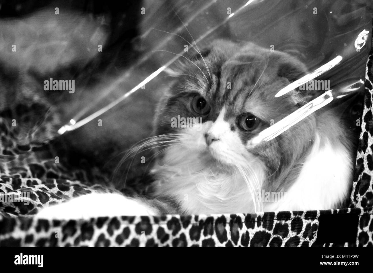 Cute kitten colorful Black and White Stock Photos & Images - Alamy