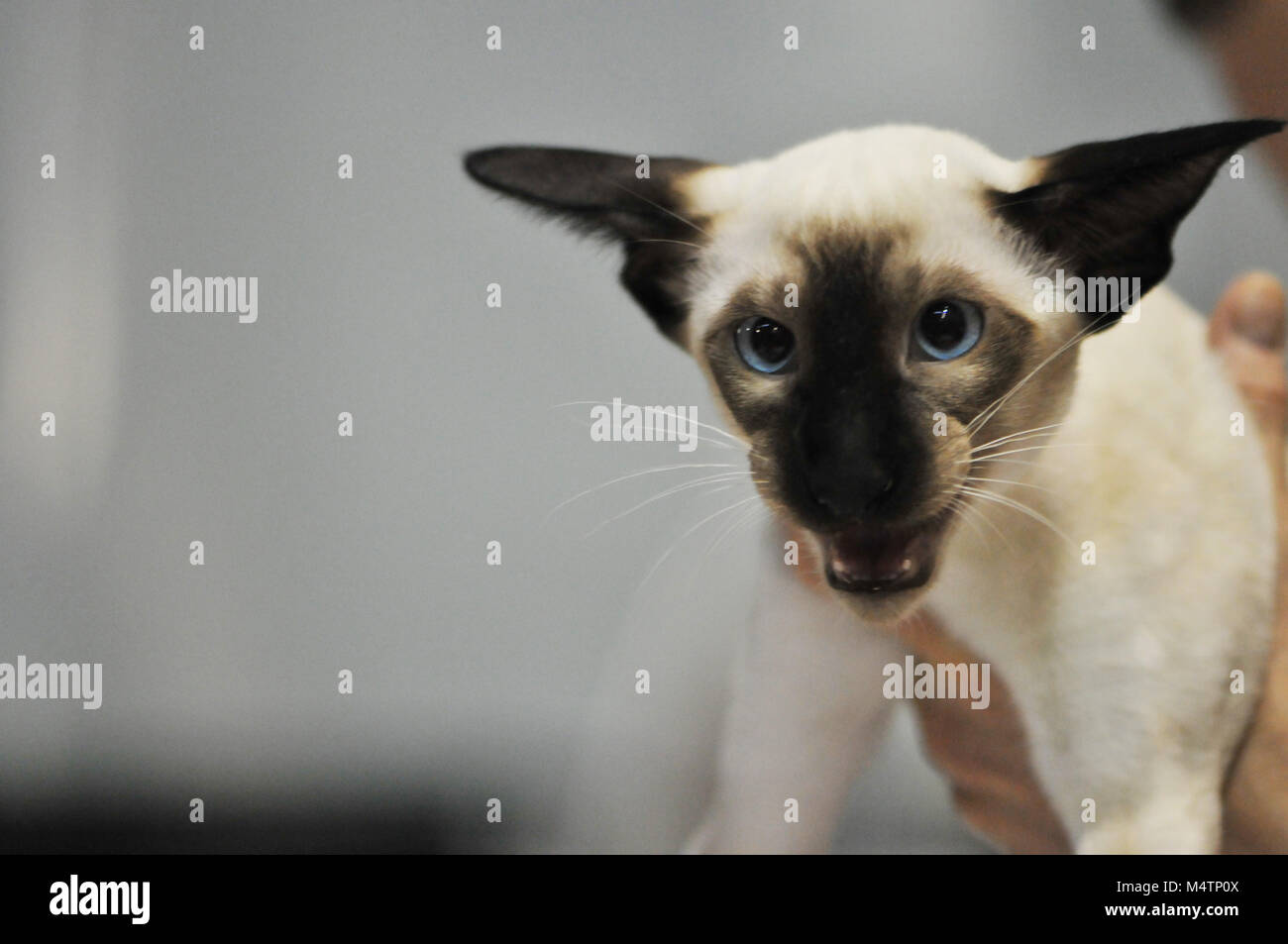 Cute cat face Stock Photo - Alamy
