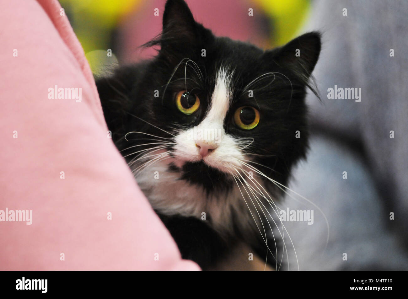 Cute cat face Stock Photo - Alamy