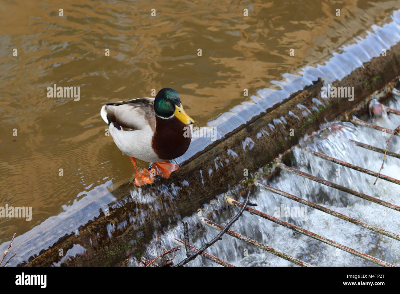 Duck on the edge of water drain Stock Photo - Alamy