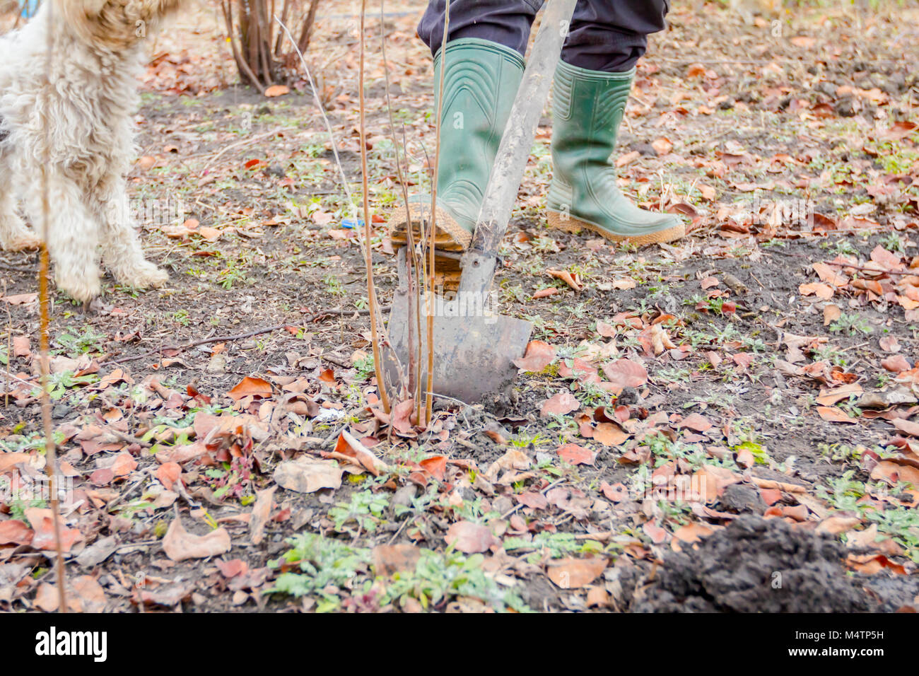Gardener is using shovel to dig out young fruit tree with roots to ...