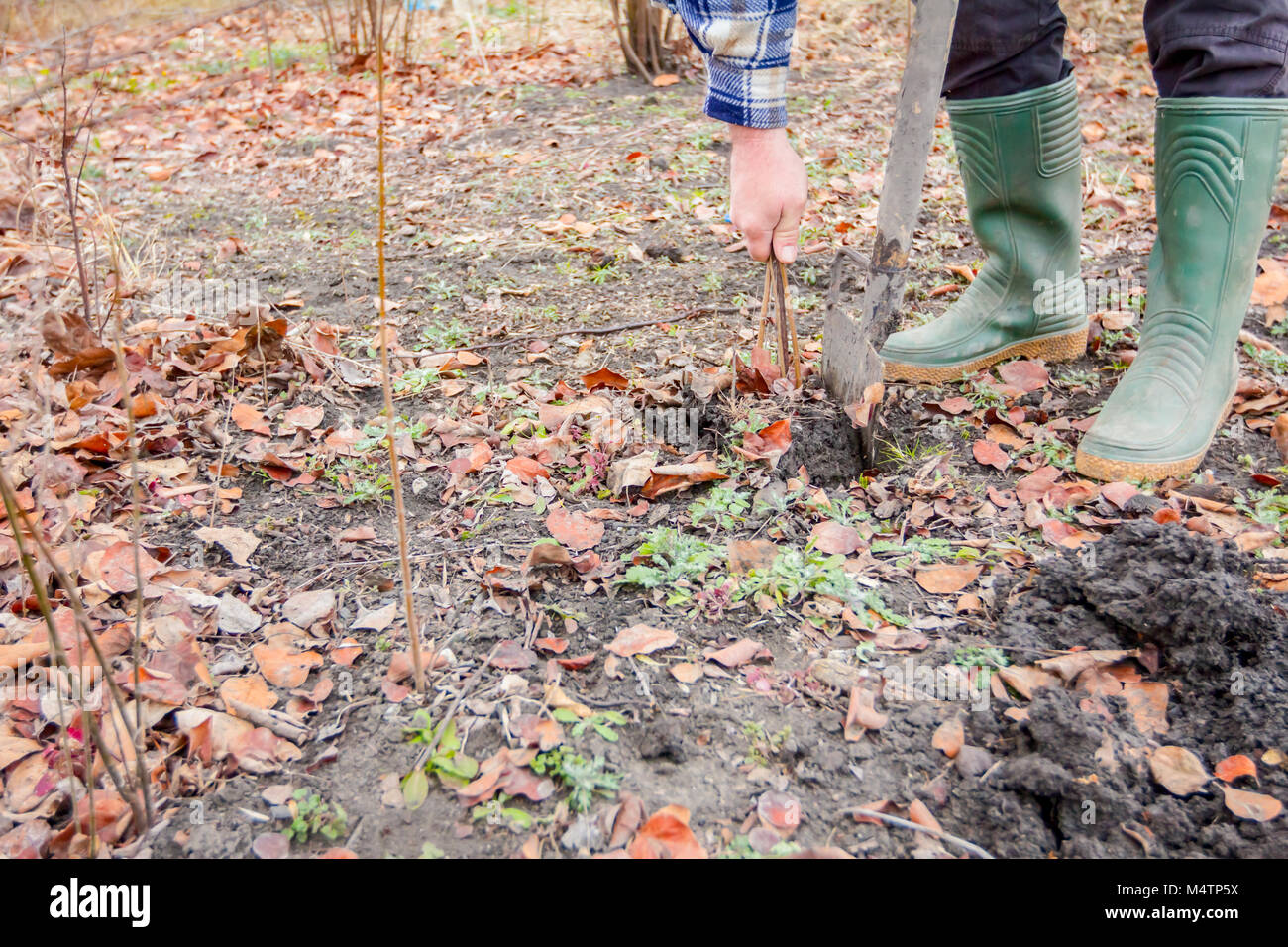 Gardener is using shovel to dig out young fruit tree with roots to ...