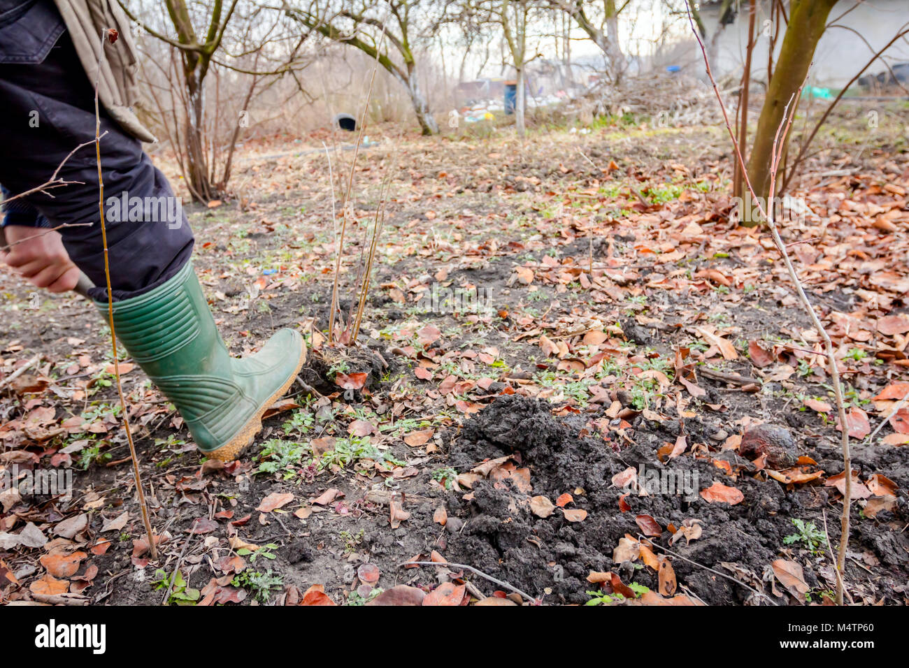 Gardener is using shovel to dig out young fruit tree with roots to ...