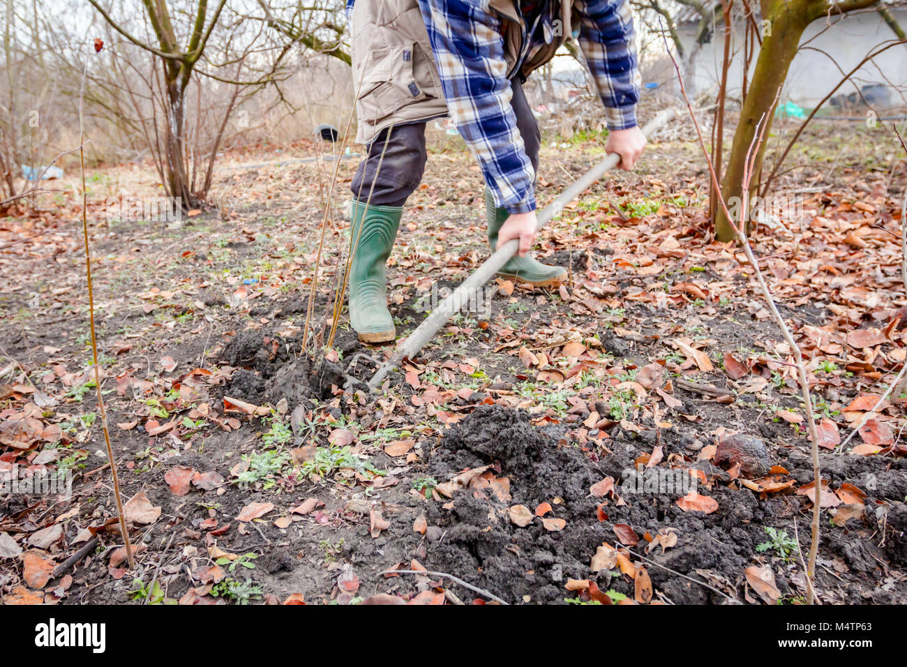 Gardener is using shovel to dig out young fruit tree with roots to ...
