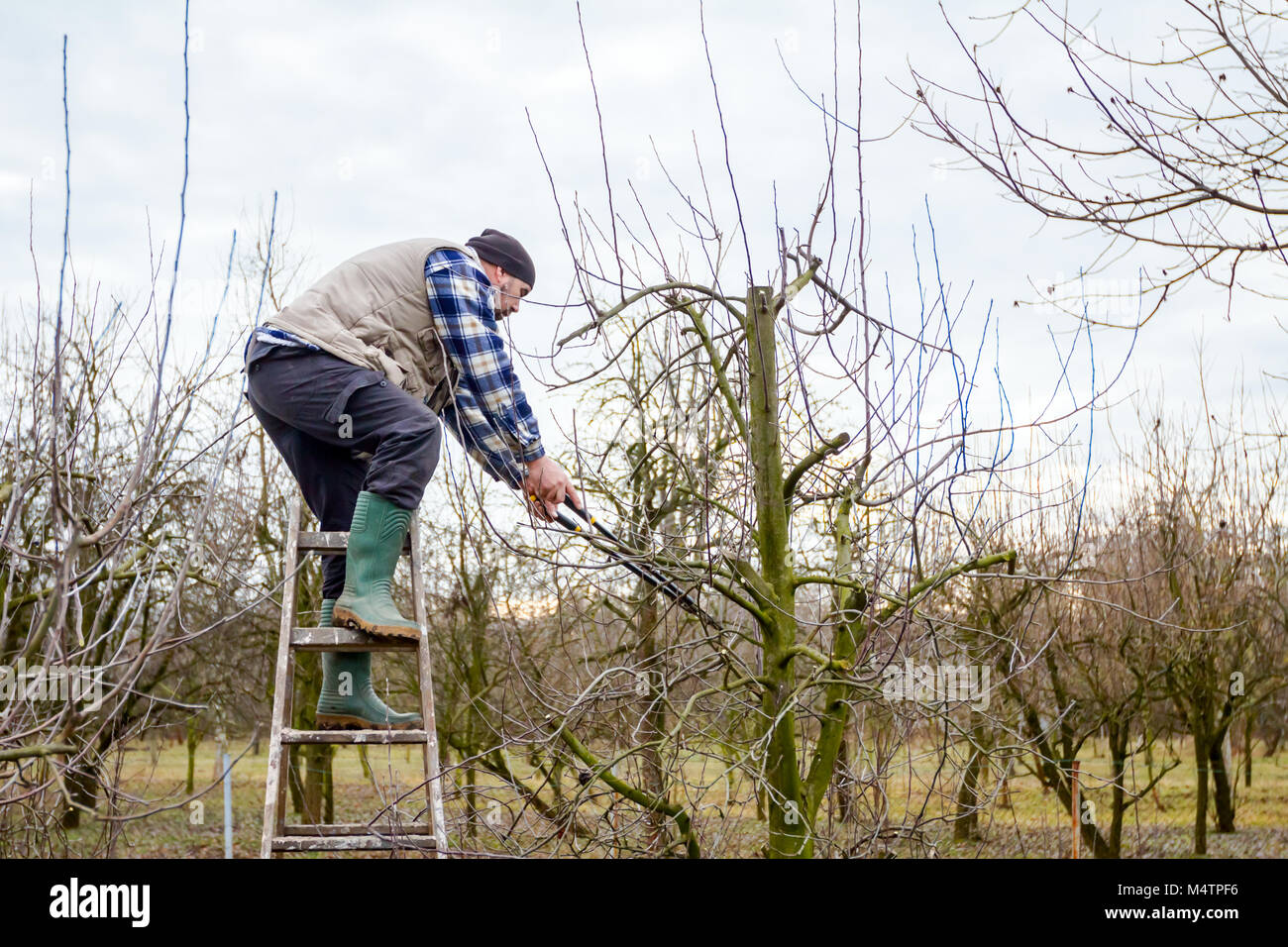 Gardener is climbed on ladders and he cutting branches, pruning fruit ...