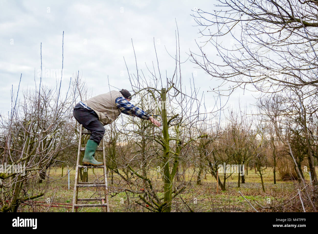 Gardener is climbed on ladders and he cutting branches, pruning fruit ...