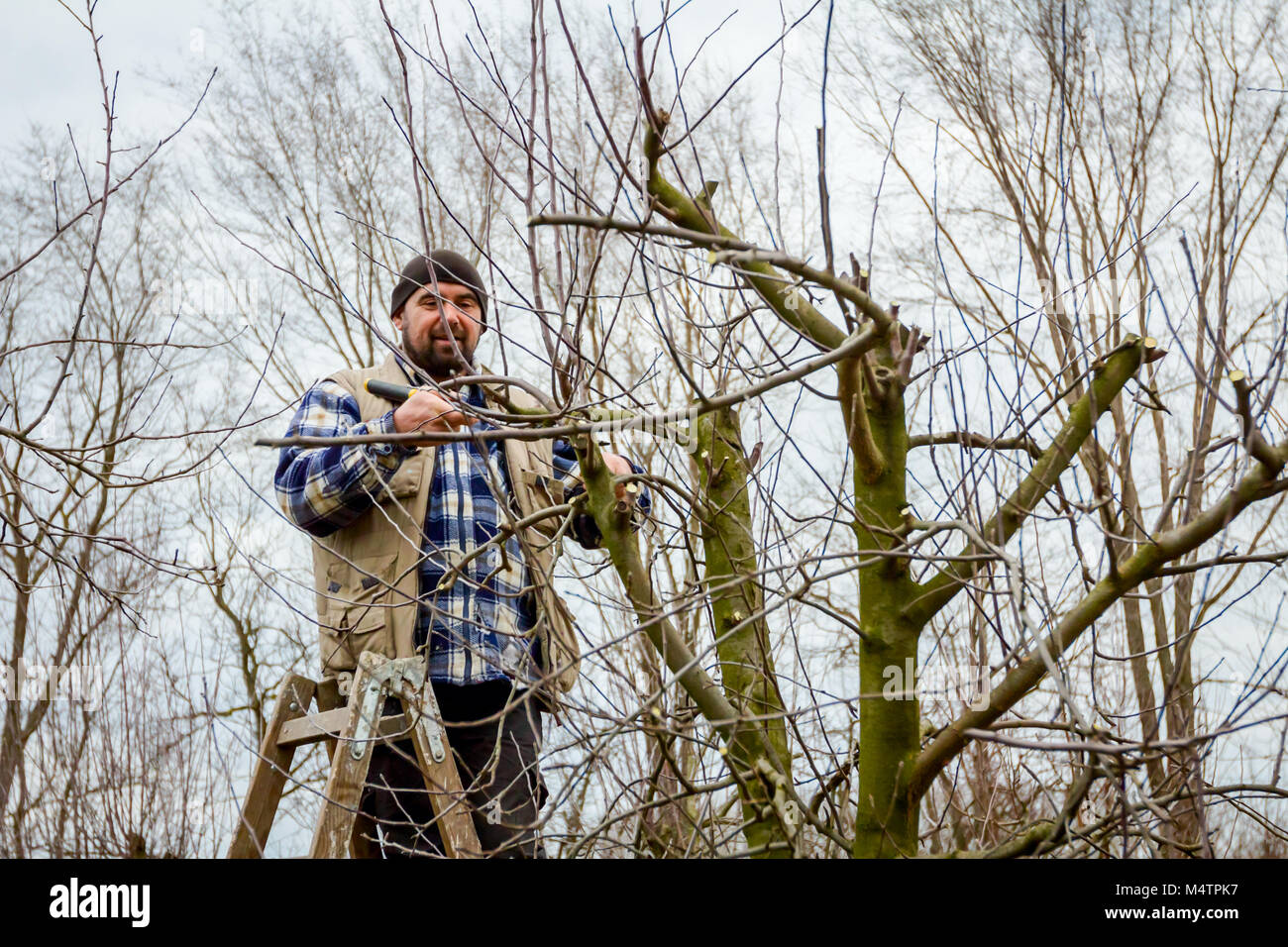 Gardener is climbed on ladders and he cutting branches, pruning fruit ...