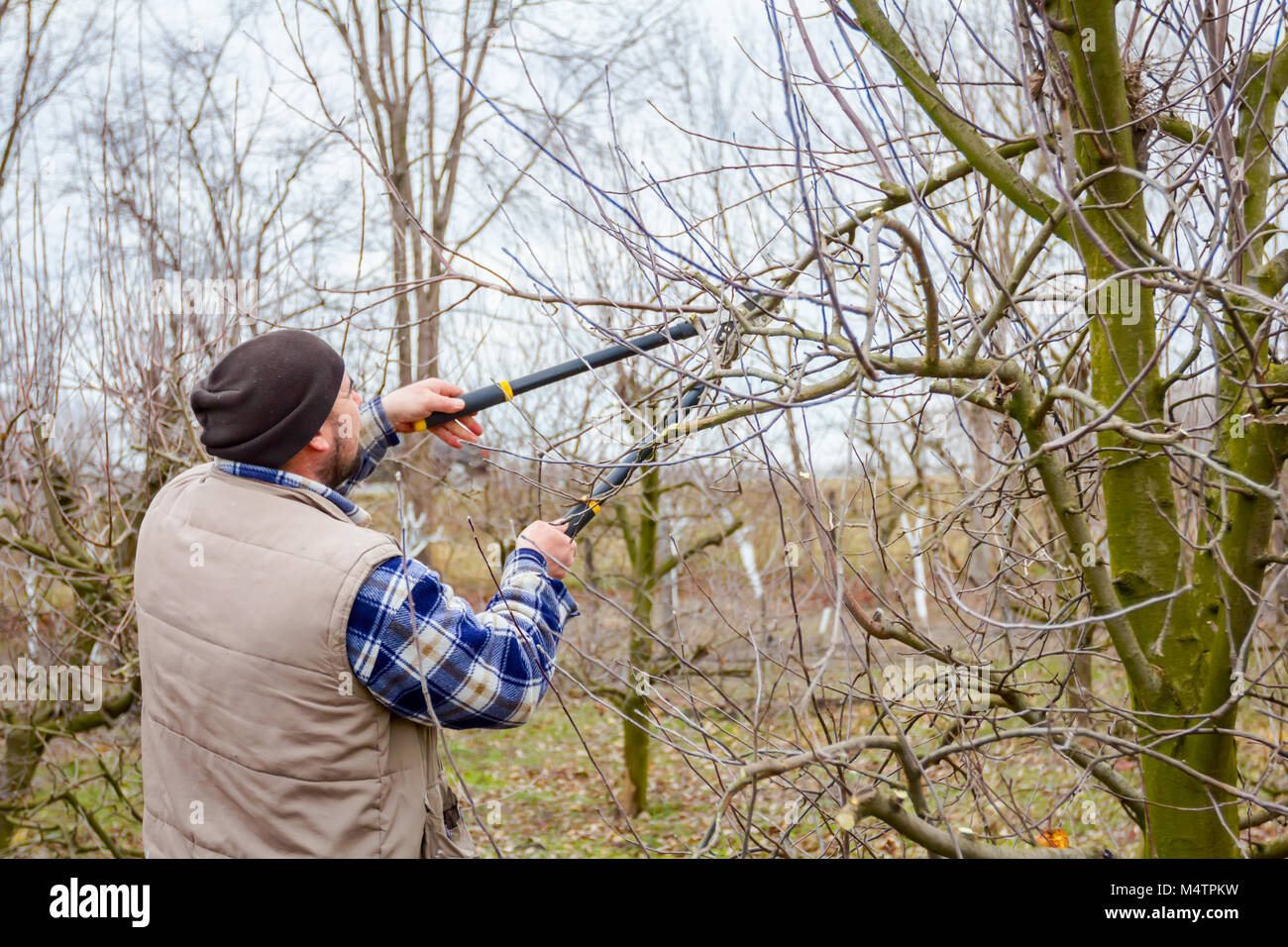 Farmer is pruning branches of fruit trees in orchard using long loppers ...