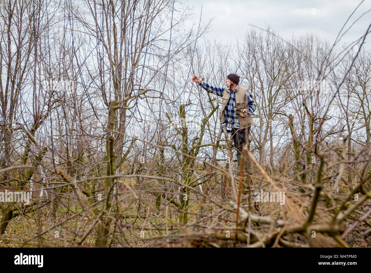 Gardener is climbed on ladders and he cutting branches, pruning fruit ...