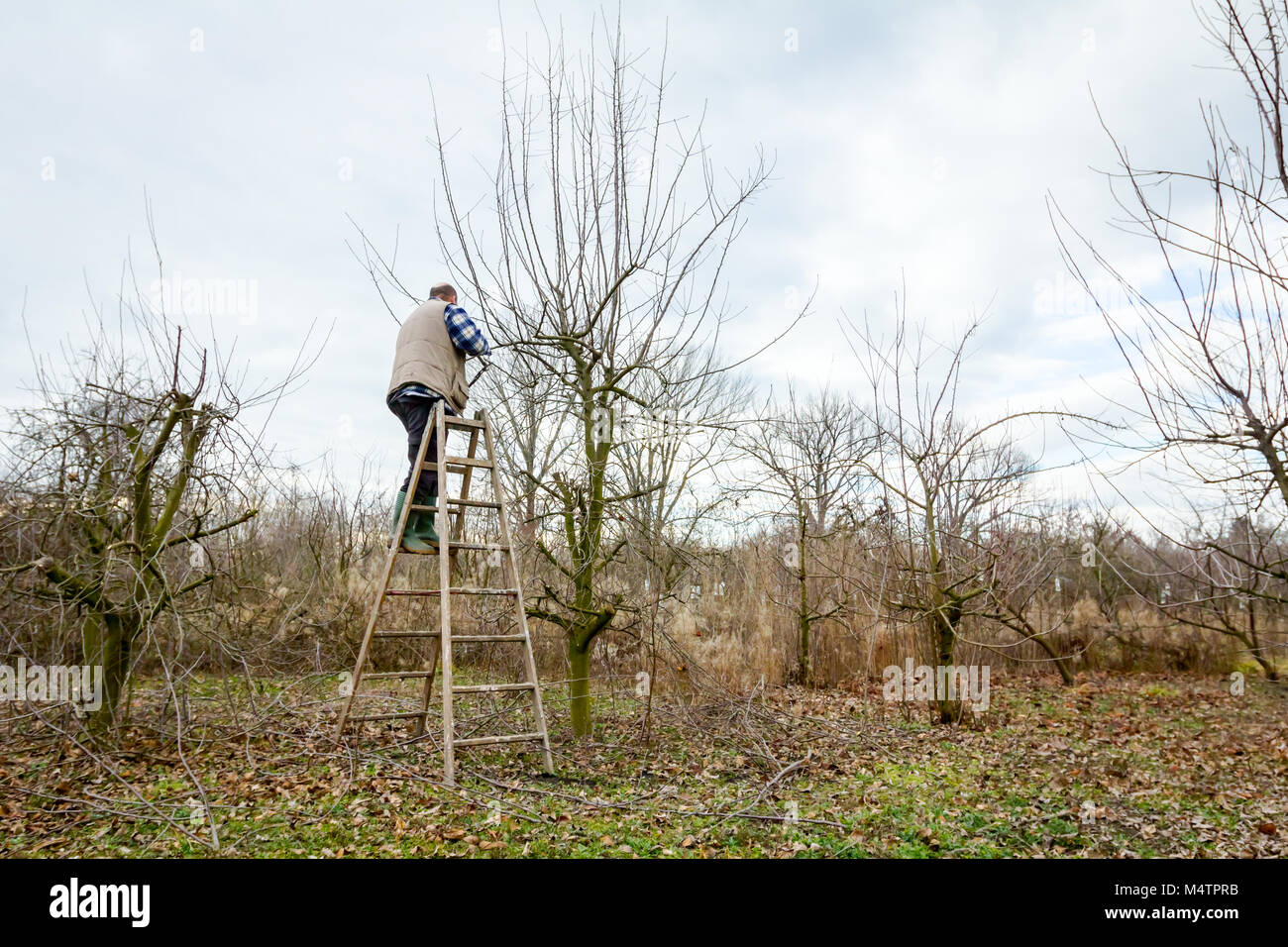 Gardener is climbed on ladders and he cutting branches, pruning fruit ...