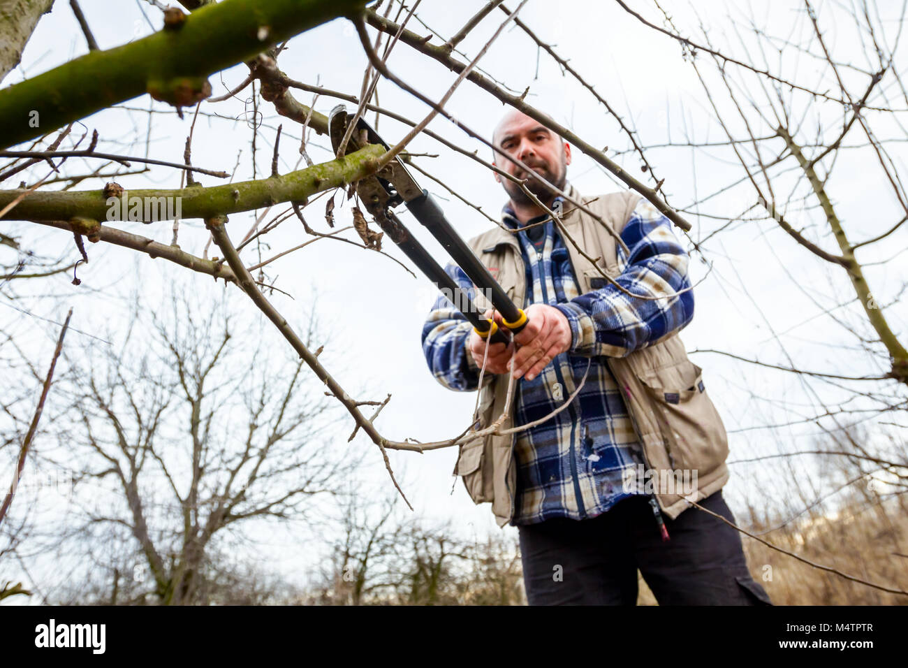 Farmer is pruning branches of fruit trees in orchard using long loppers ...