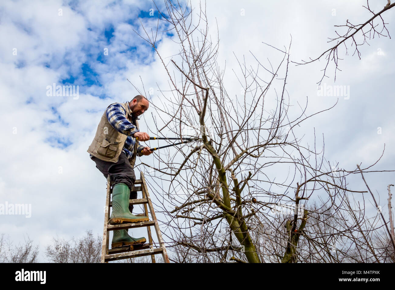 Gardener is climbed on ladders and he cutting branches, pruning fruit ...