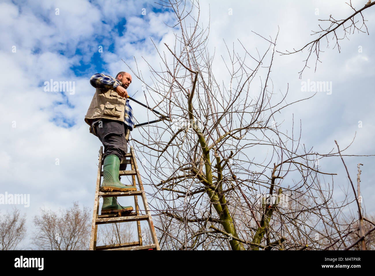 Gardener is climbed on ladders and he cutting branches, pruning fruit ...
