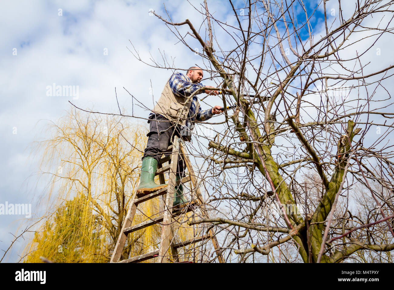 Gardener is climbed on ladders and he cutting branches, pruning fruit ...