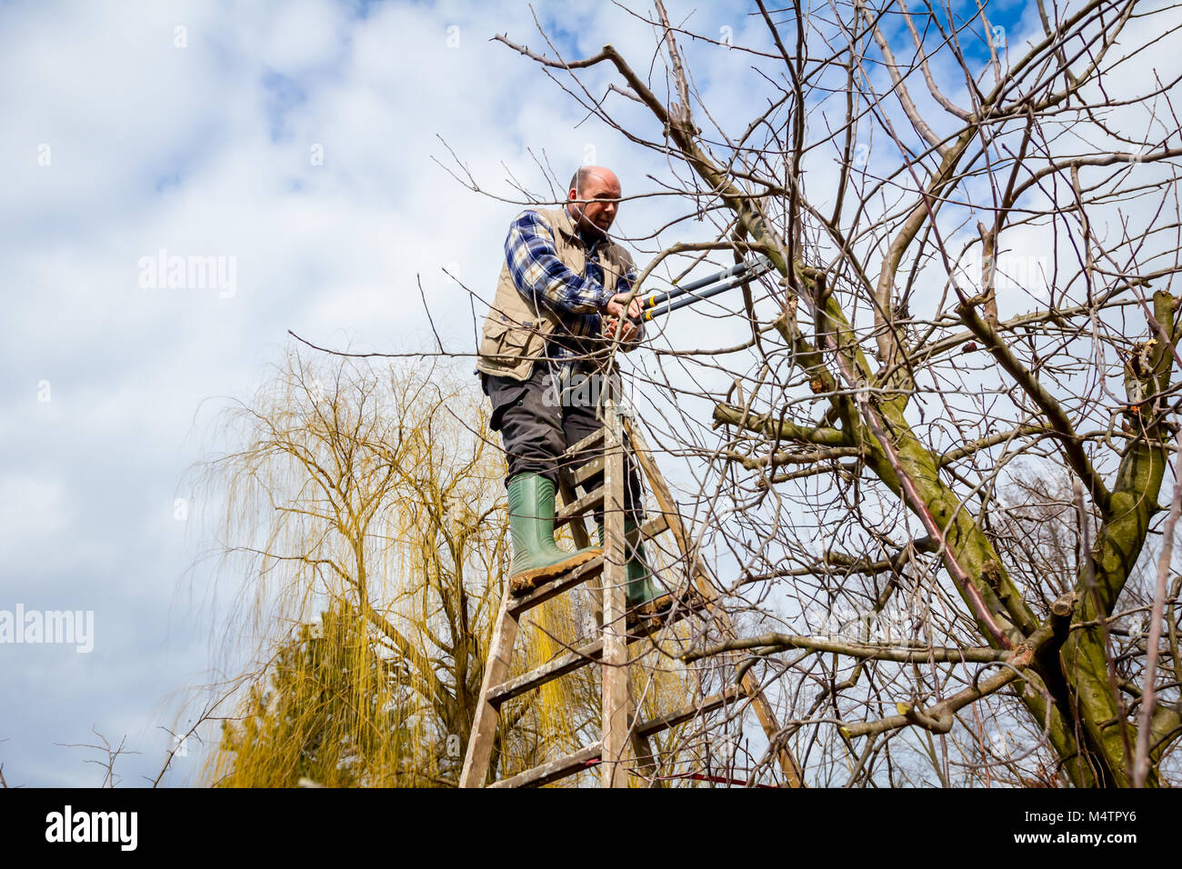 Gardener is climbed on ladders and he cutting branches, pruning fruit ...