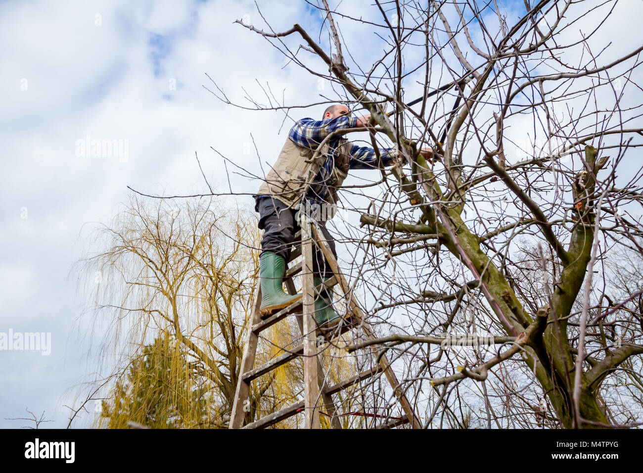 Gardener is climbed on ladders and he cutting branches, pruning fruit ...