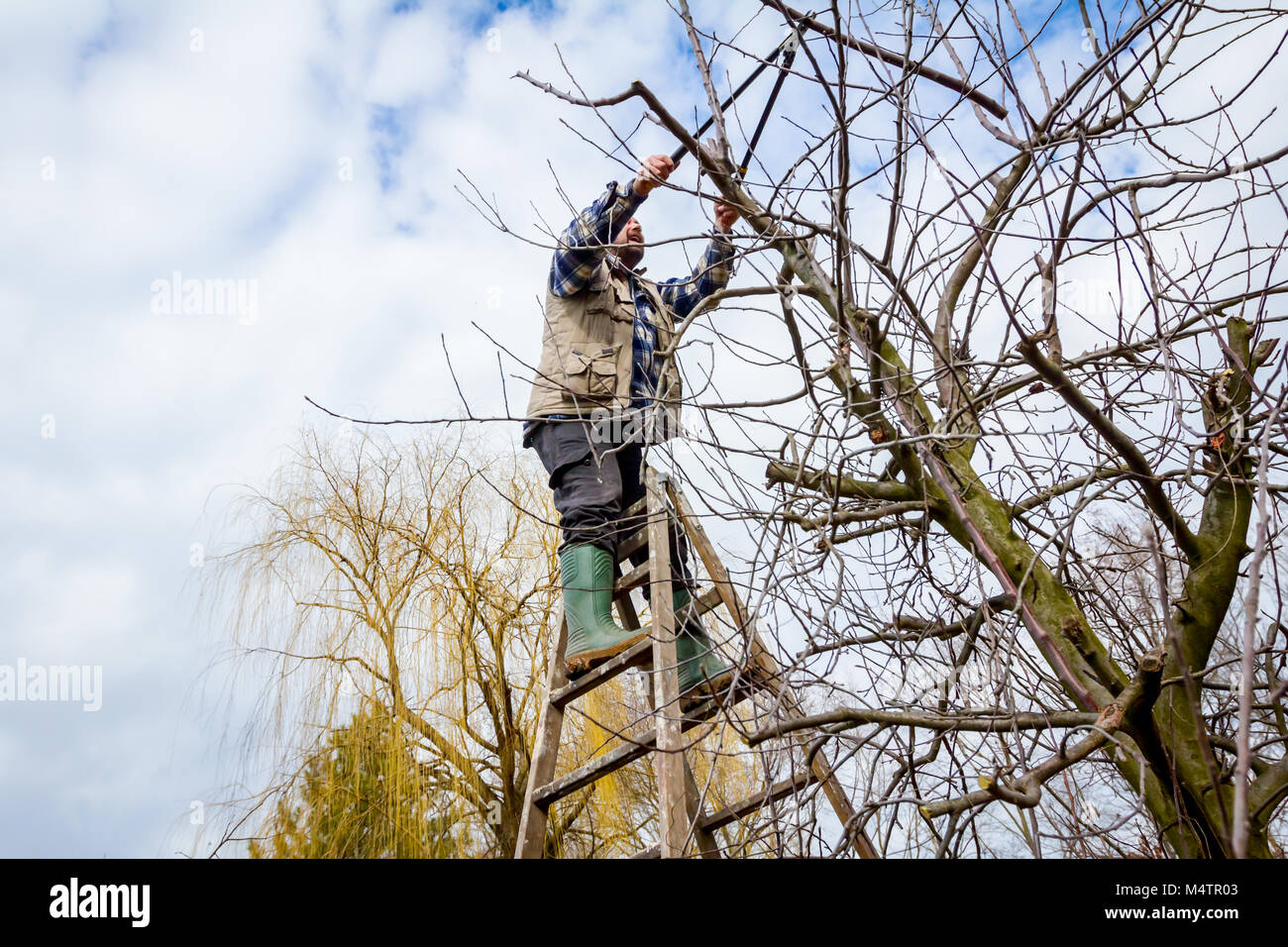 Gardener is climbed on ladders and he cutting branches, pruning fruit ...