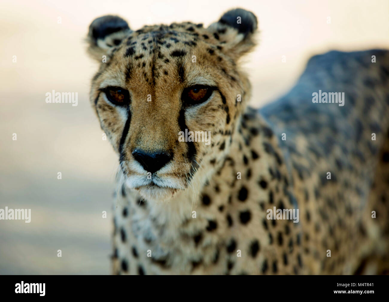 Cheetah is a large cat of the subfamily Felinae. Picture taken in ...