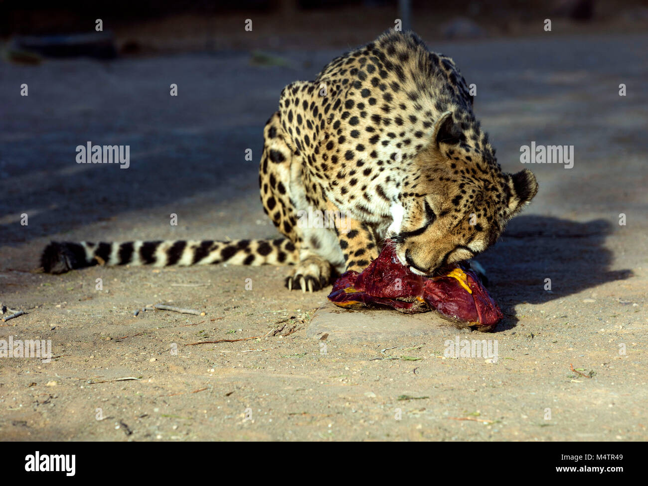 Subfamily of big cats hi-res stock photography and images - Alamy