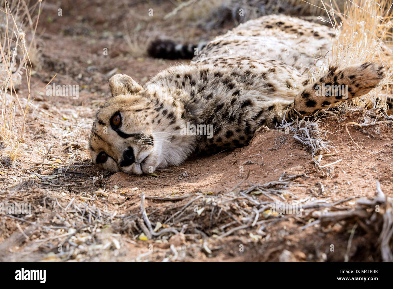Subfamily of big cats hi-res stock photography and images - Alamy