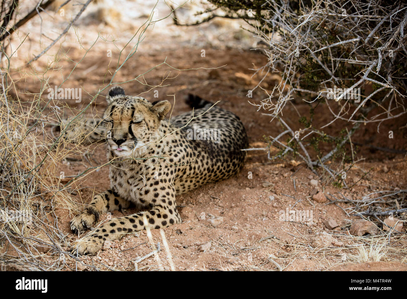 Subfamily of big cats hi-res stock photography and images - Alamy
