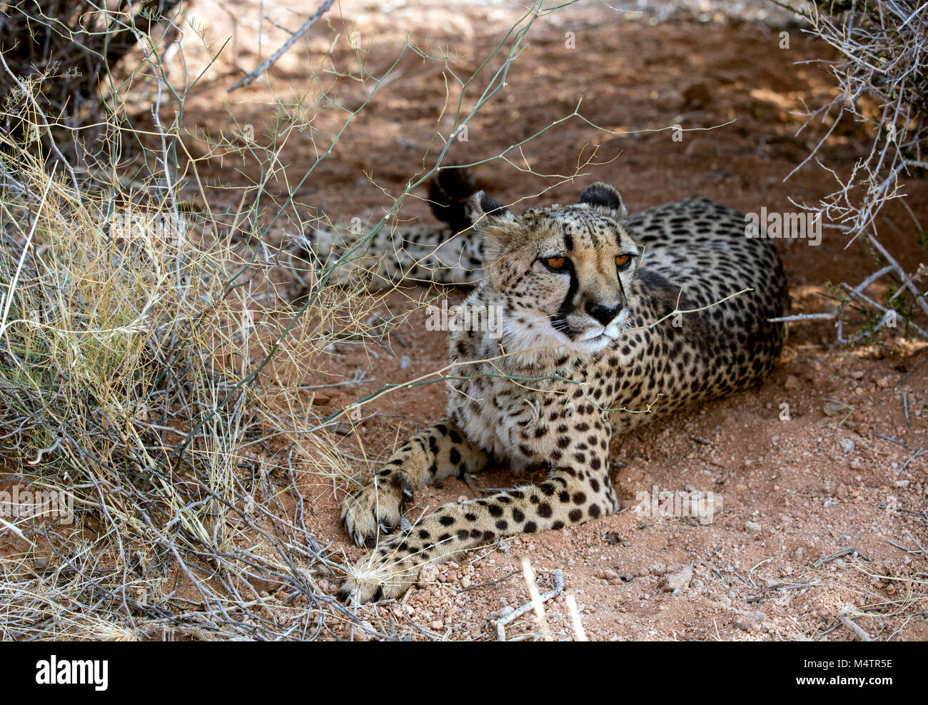 Subfamily of big cats hi-res stock photography and images - Alamy