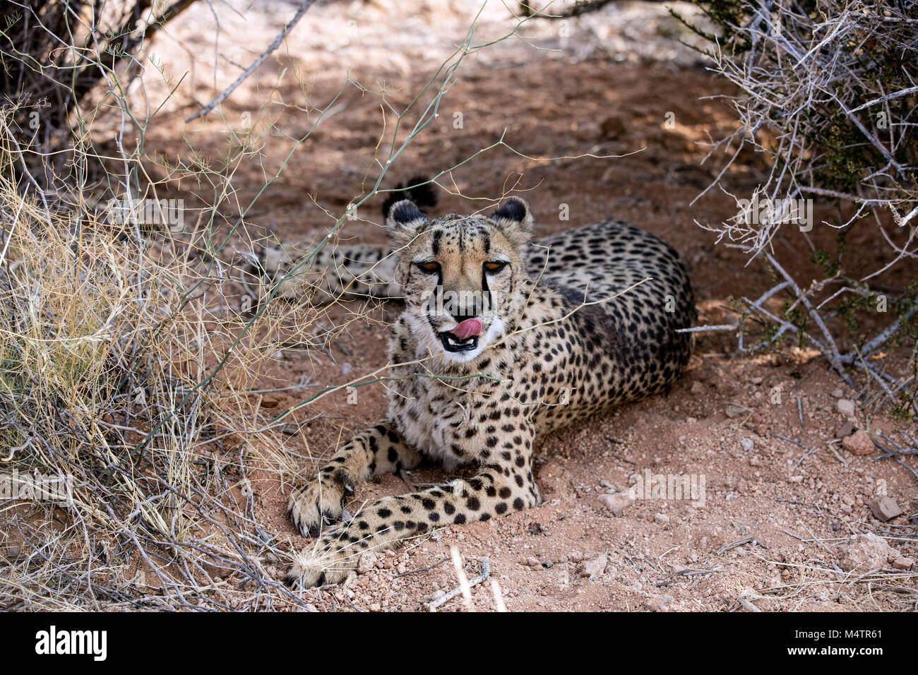Cheetah is a large cat of the subfamily Felinae. Picture taken in ...