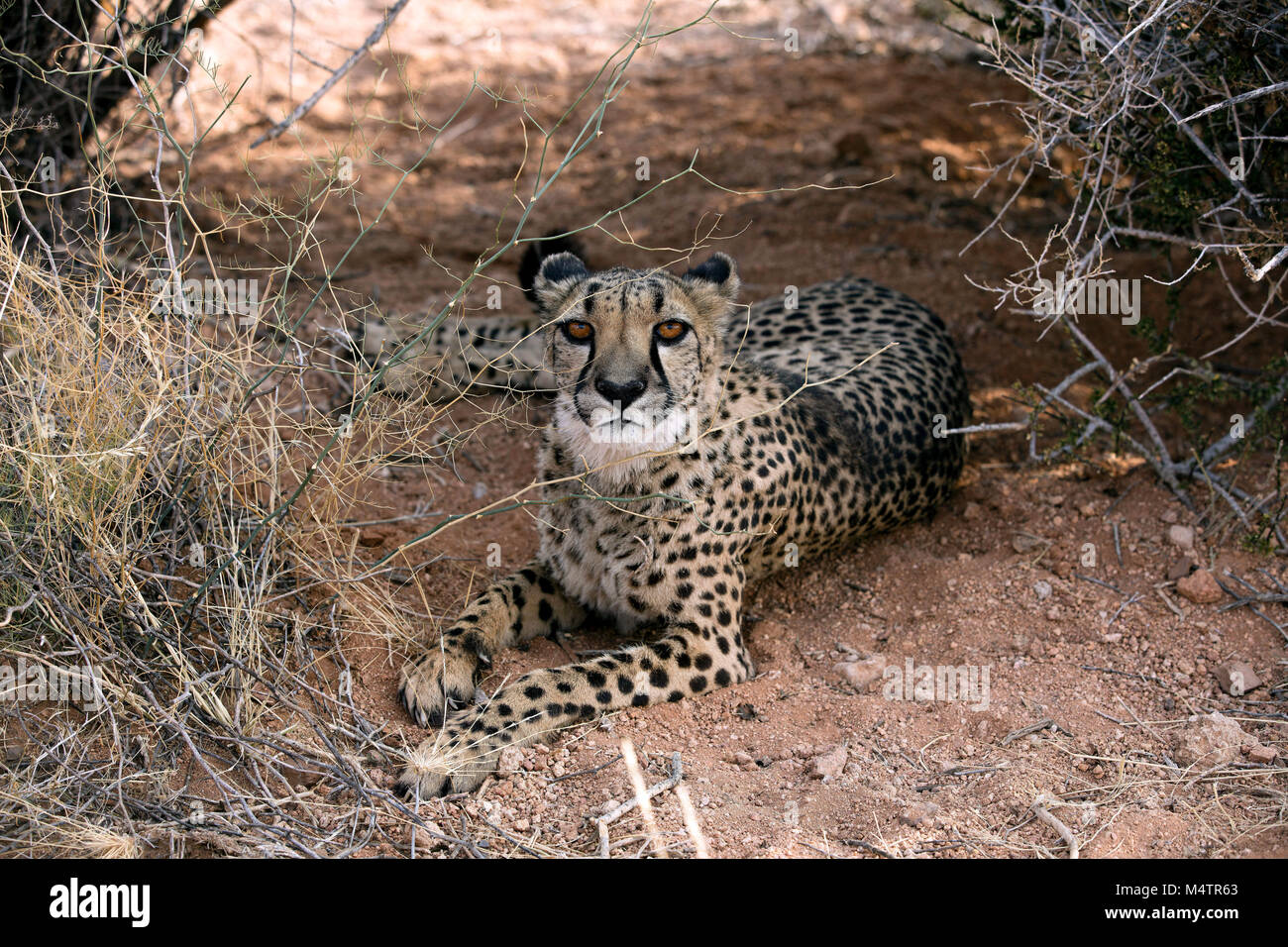 Cheetah is a large cat of the subfamily Felinae. Picture taken in ...